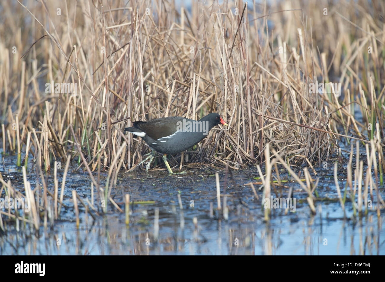 Marsh hen hi-res stock photography and images - Alamy