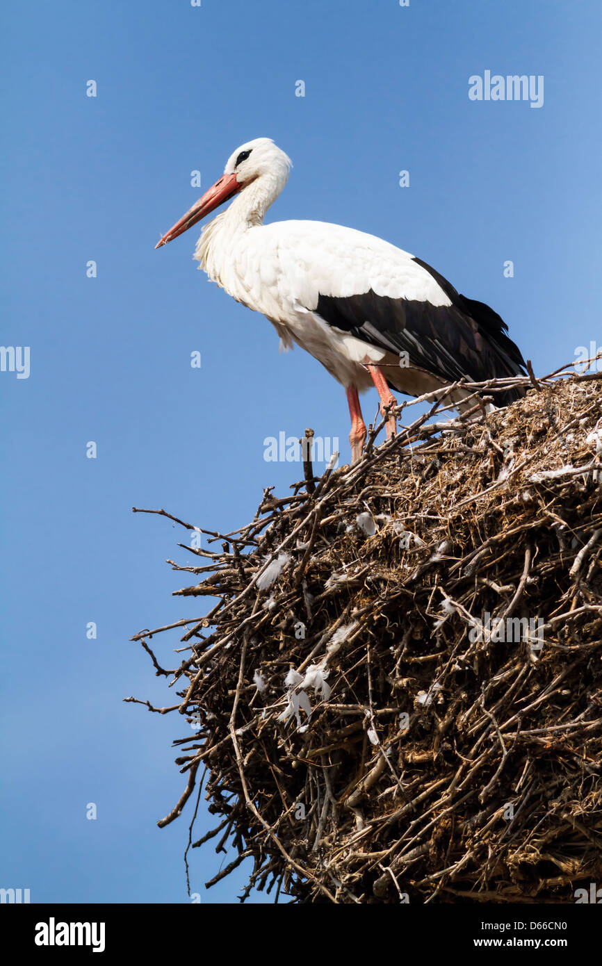 Beautiful stork family in the nest Stock Photo - Alamy