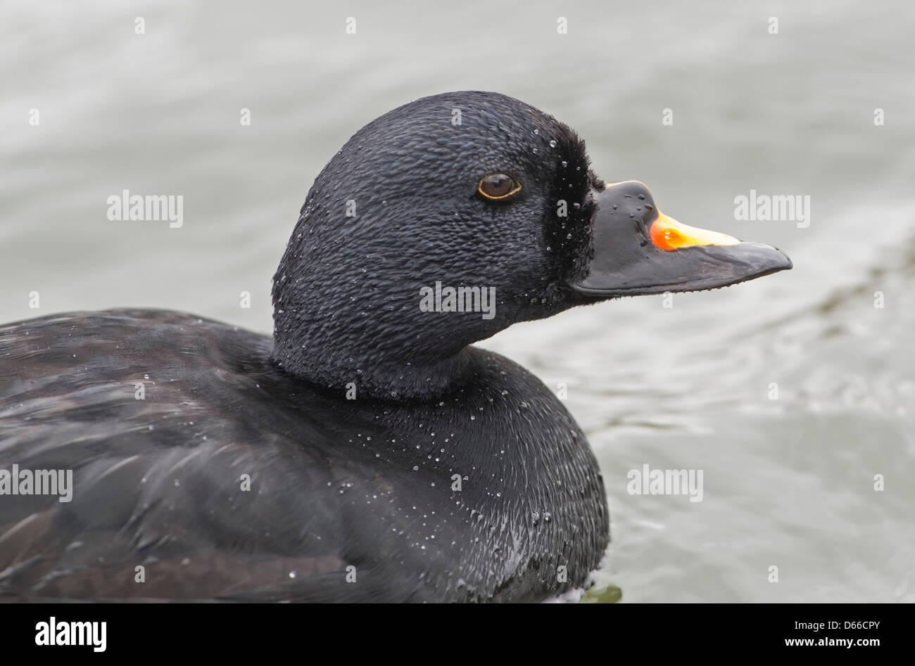 Common scoter hi-res stock photography and images - Alamy