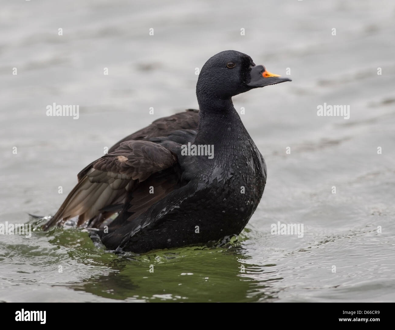 Melanitta nigra, Common Scoter at Swanpool Nature Reserve Falmouth ...