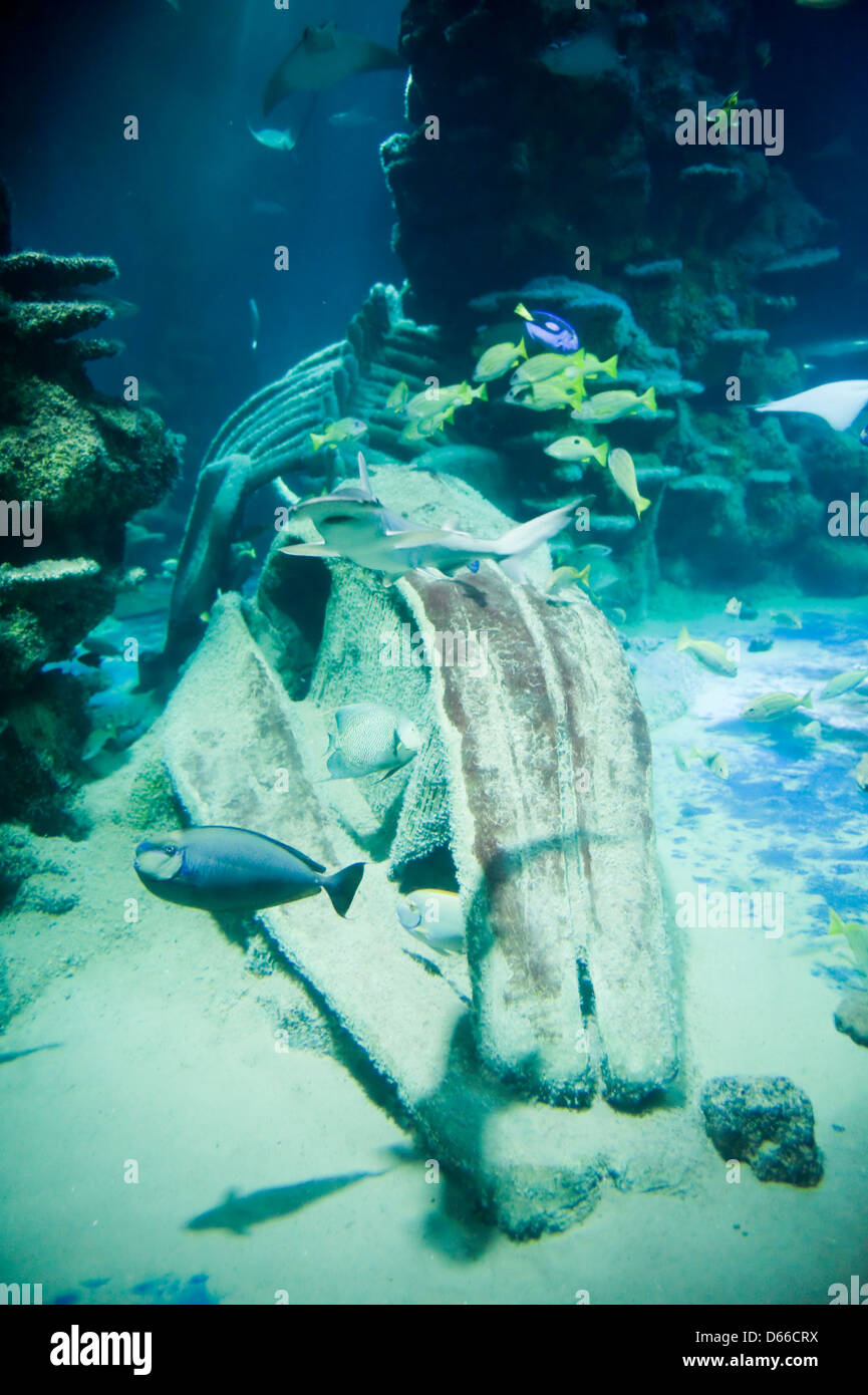 Whale skeleton under water with fish Stock Photo - Alamy