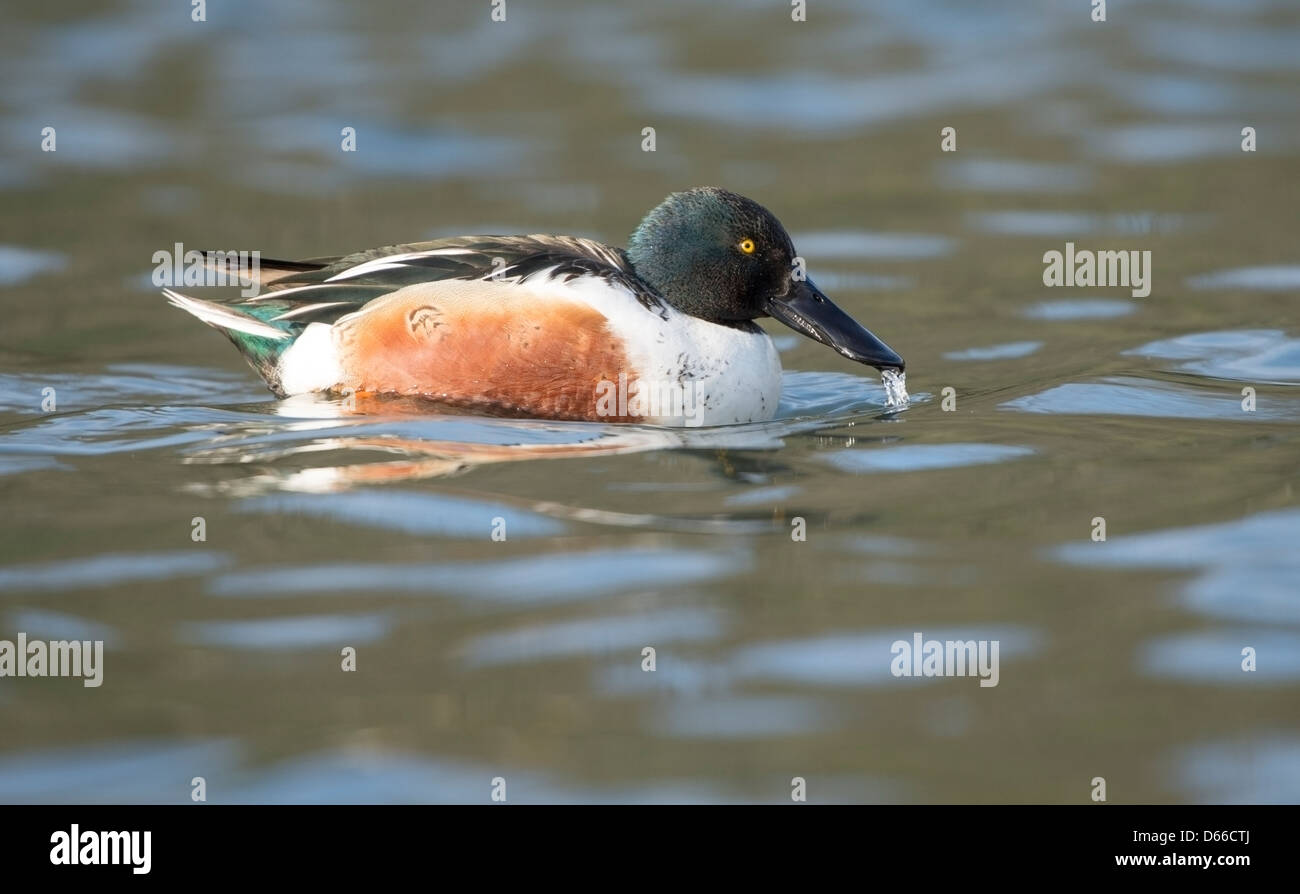 Anas clypeata, Northern Shoveler Duck at Helston boating lake Cornwall ...