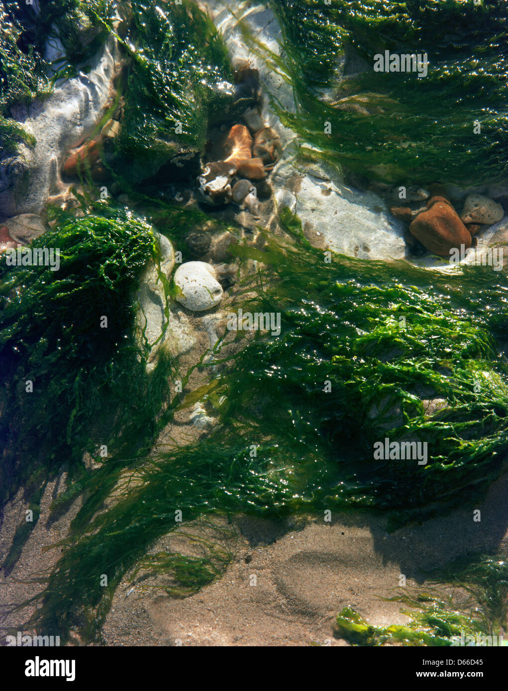 Rock pool and seaweed, dappled light Stock Photo - Alamy