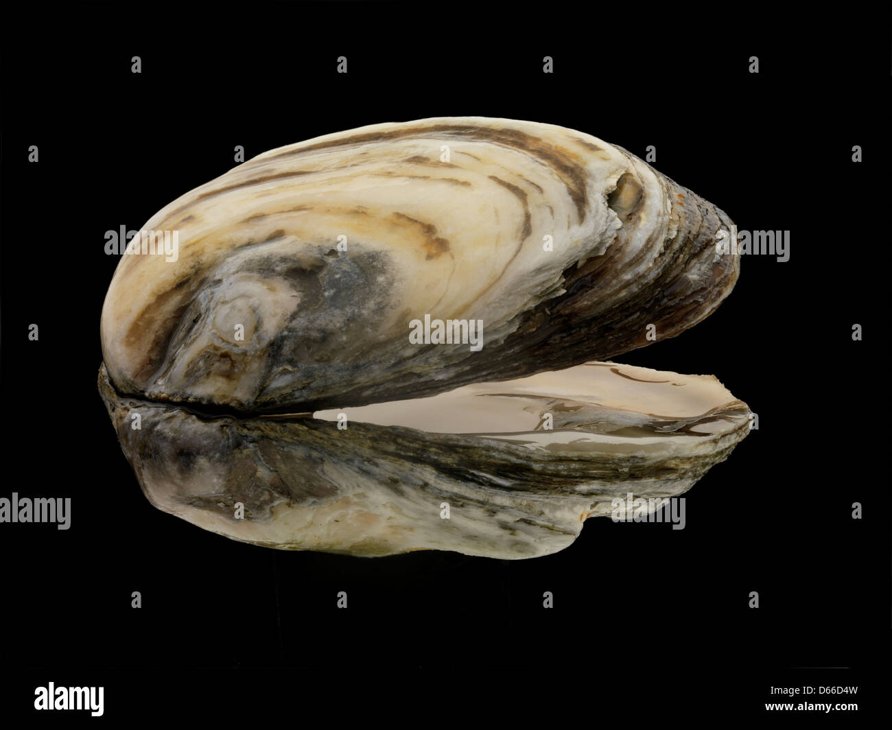 Still life, oyster shell, open, black background, studio lighting ...