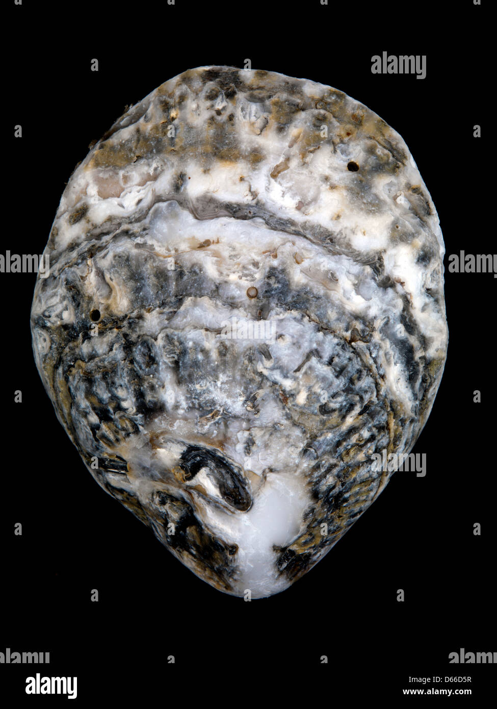 Still life, Oyster shell, black background, studio lighting, highly ...