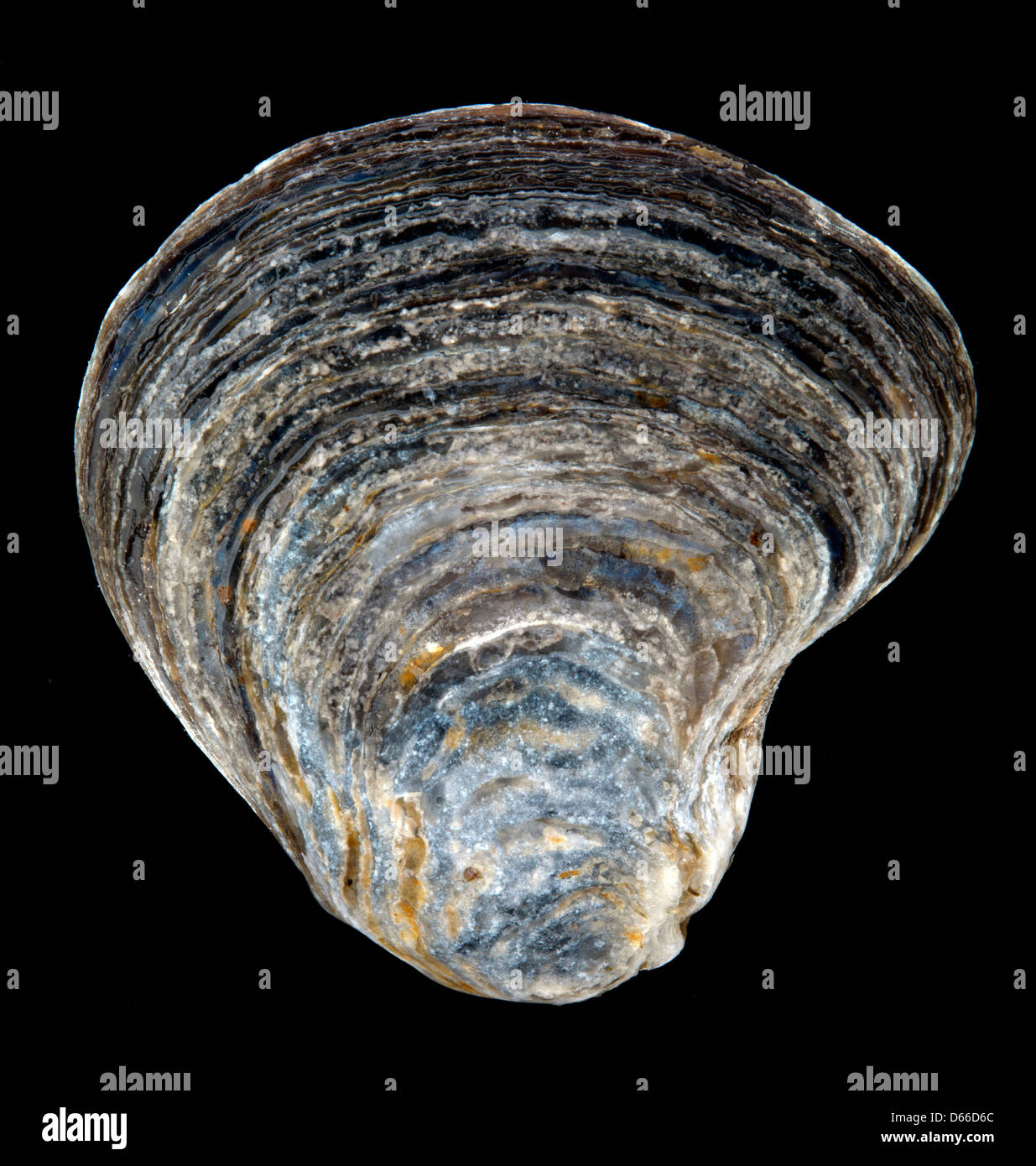 Black Wrought Iron Oyster Shell