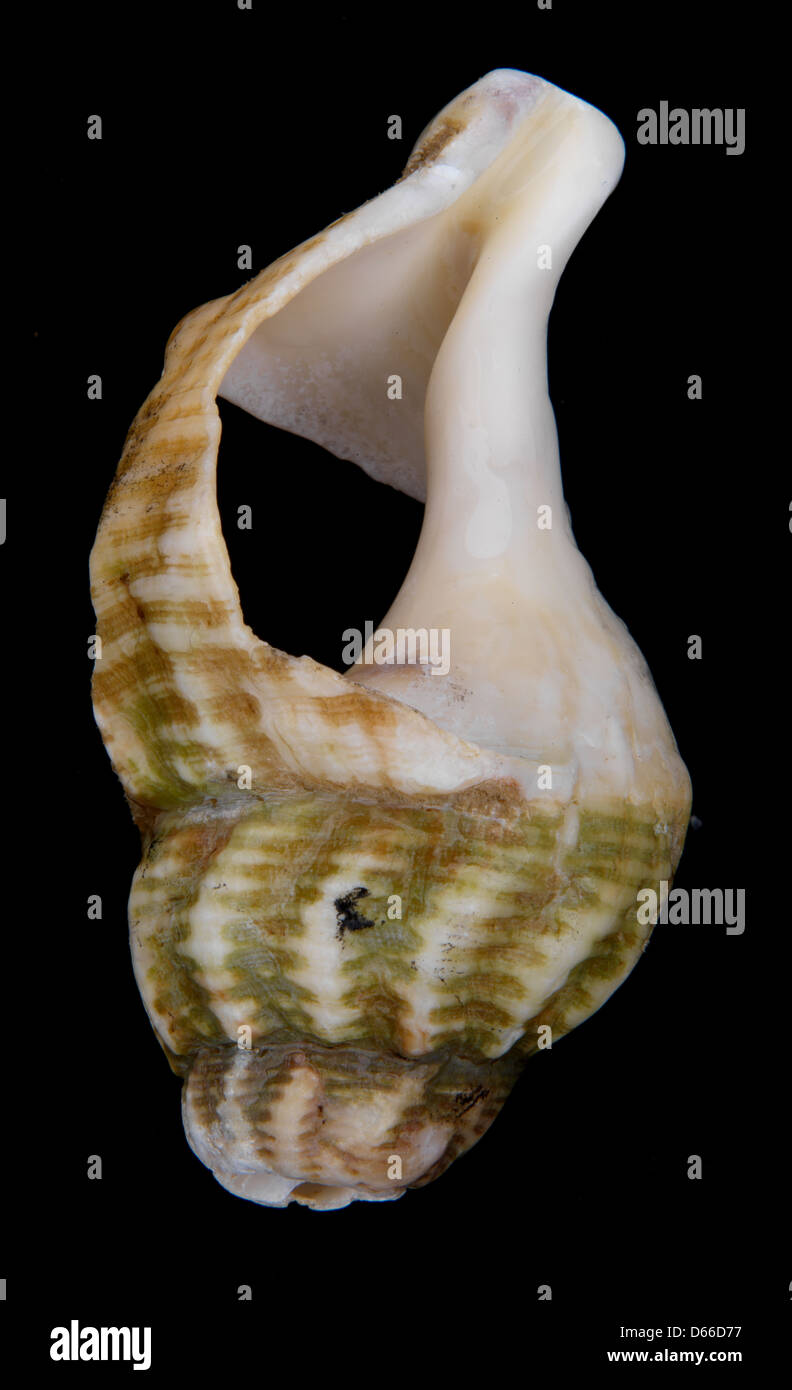 Still life, Whelk shell, black background, studio lighting, highly ...