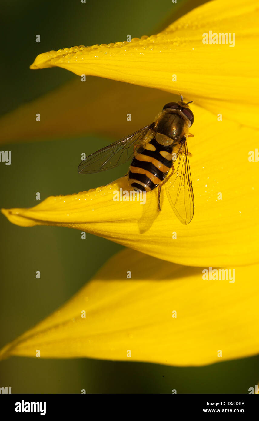 Yellow hoverfly hi-res stock photography and images - Alamy
