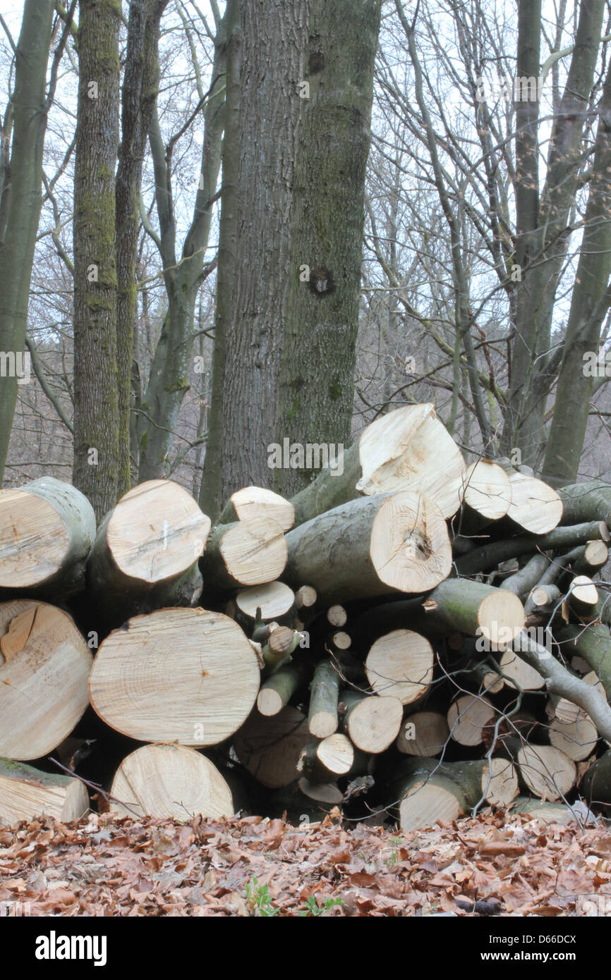 beech tree fire wood Stock Photo - Alamy