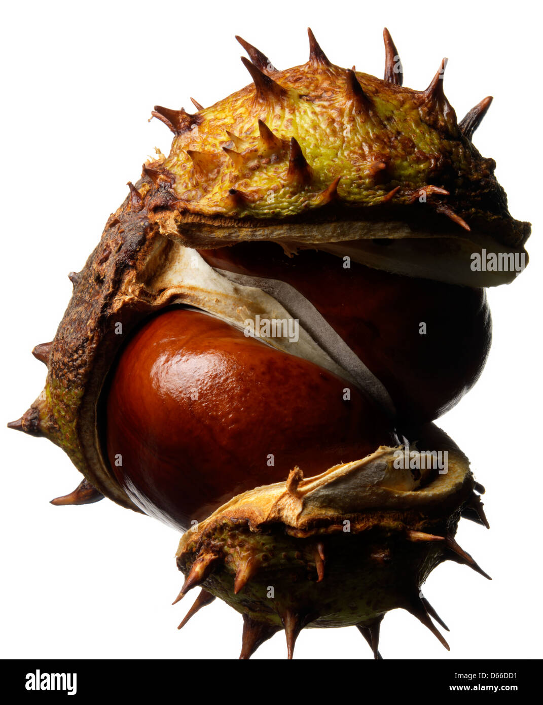 Open conker Cut Out Stock Images & Pictures - Alamy