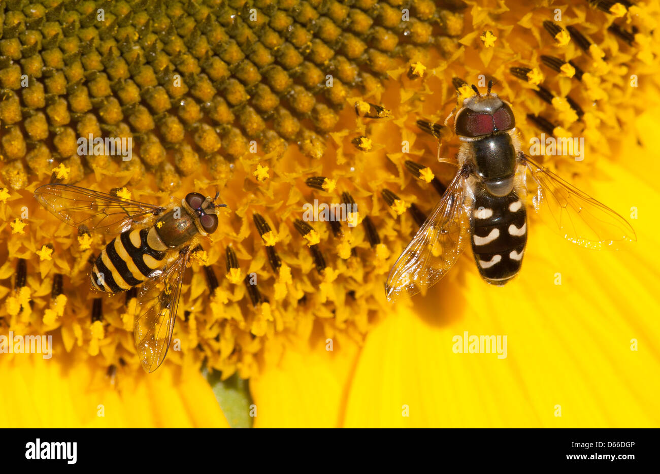Close up of two Hoverflies collecting pollen on a sunflower Stock Photo ...