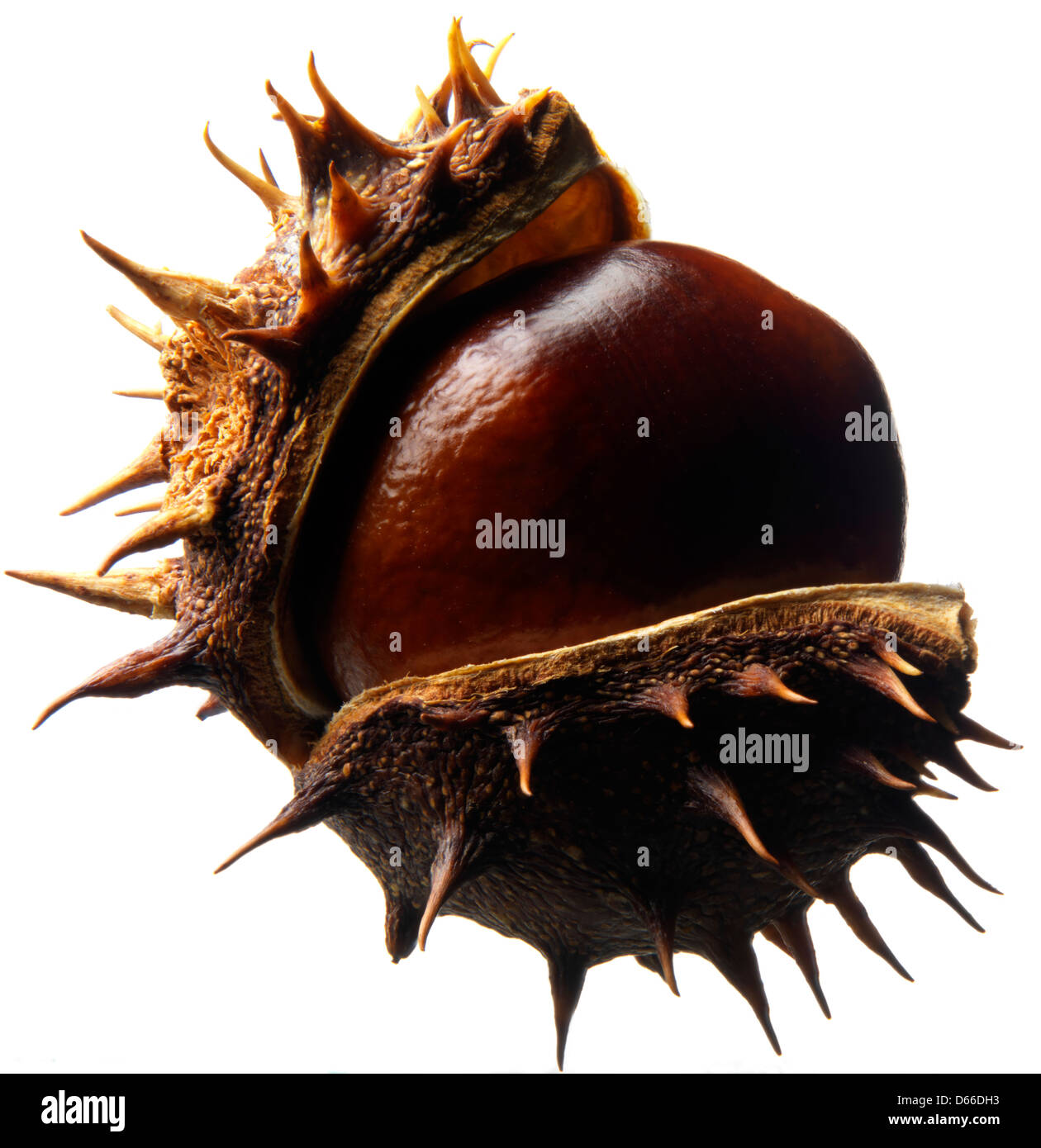 Horse chestnut tree detail Cut Out Stock Images & Pictures - Alamy