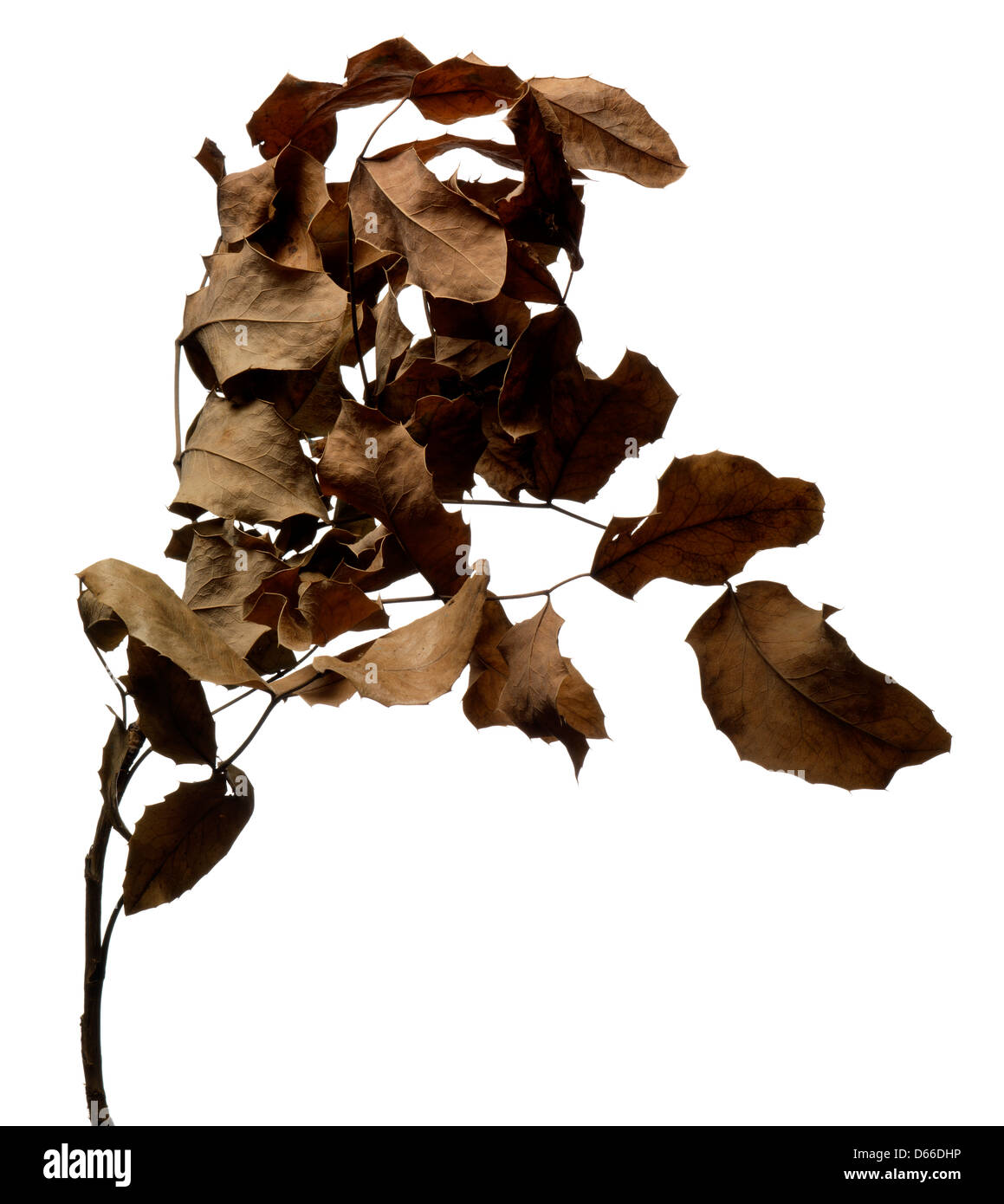 Dried up crumpled leaf hi-res stock photography and images - Alamy