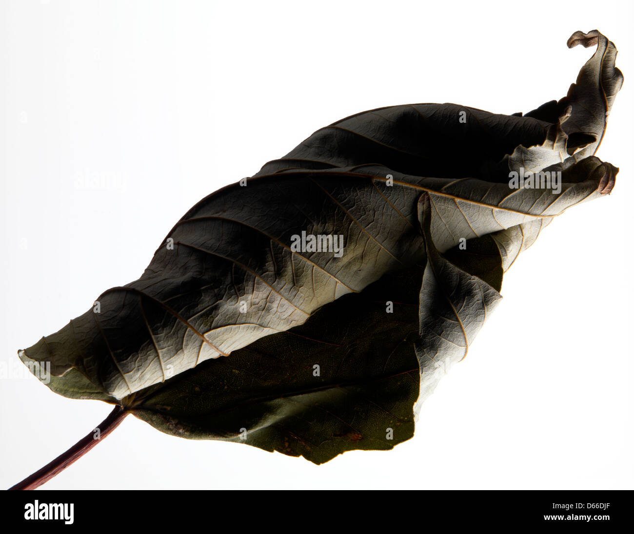 Crumpled leaf cut out hi-res stock photography and images - Alamy