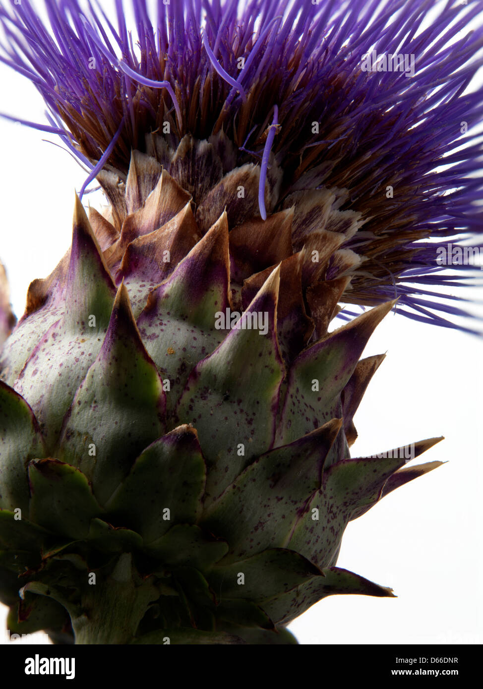 Still life cardoon, white background, studio lighting, highly detailed ...
