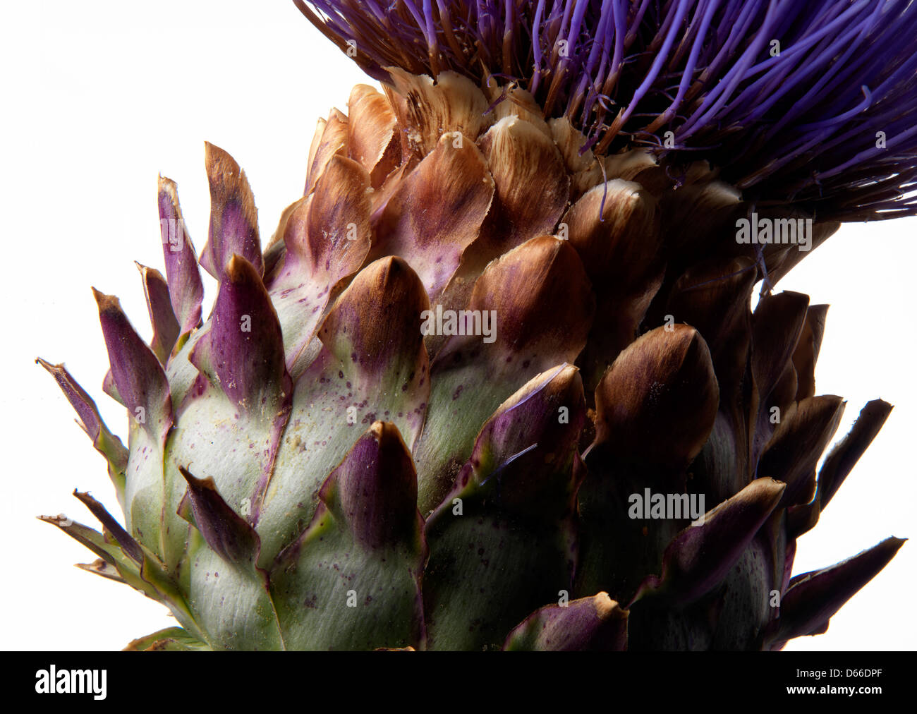 Still life cardoon, white background, studio lighting, highly detailed ...