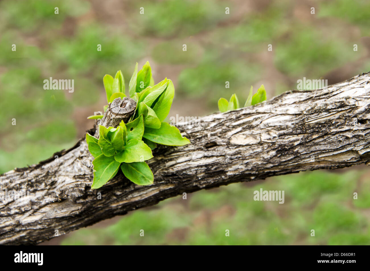Earliest spring hi-res stock photography and images - Alamy