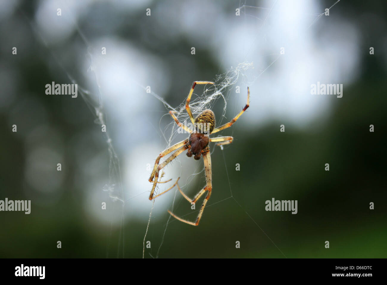 Tangled nature hi-res stock photography and images - Alamy