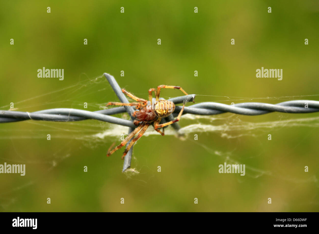 Spider crawling hi-res stock photography and images - Alamy