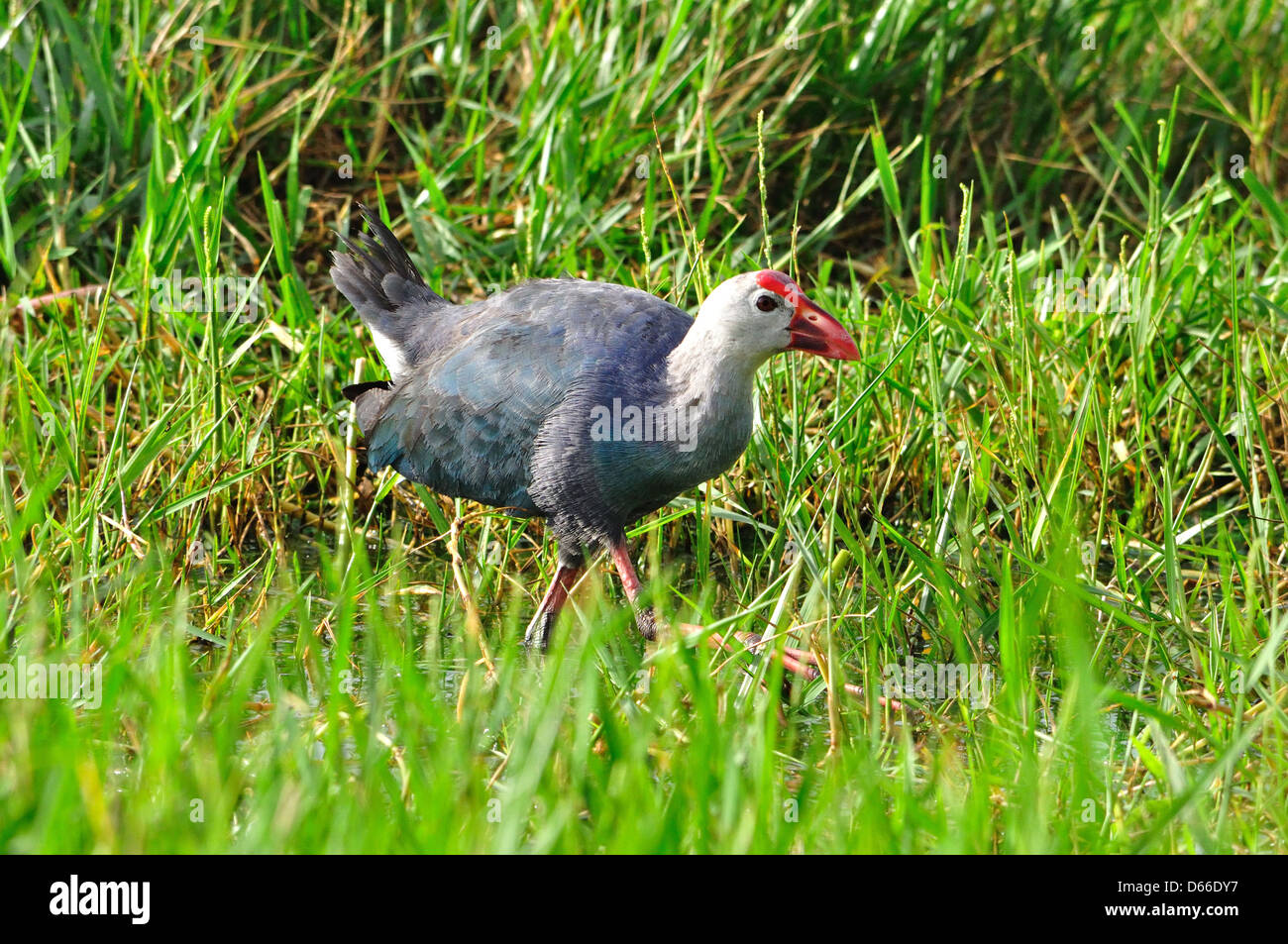 Indian Purple Moorhen ( Swamphen Porphyrio porphyrio Stock Photo - Alamy