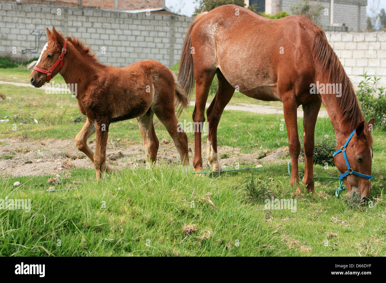 Horse colt farm hi-res stock photography and images - Alamy