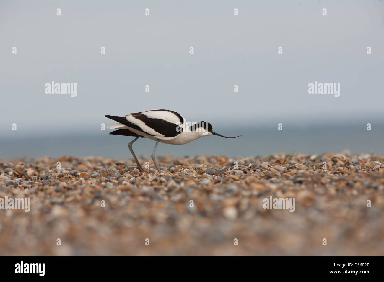 Avocet legs hi-res stock photography and images - Alamy