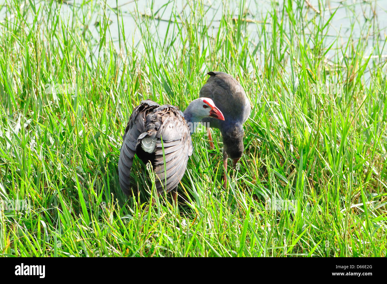 Moorhen pair hi-res stock photography and images - Alamy