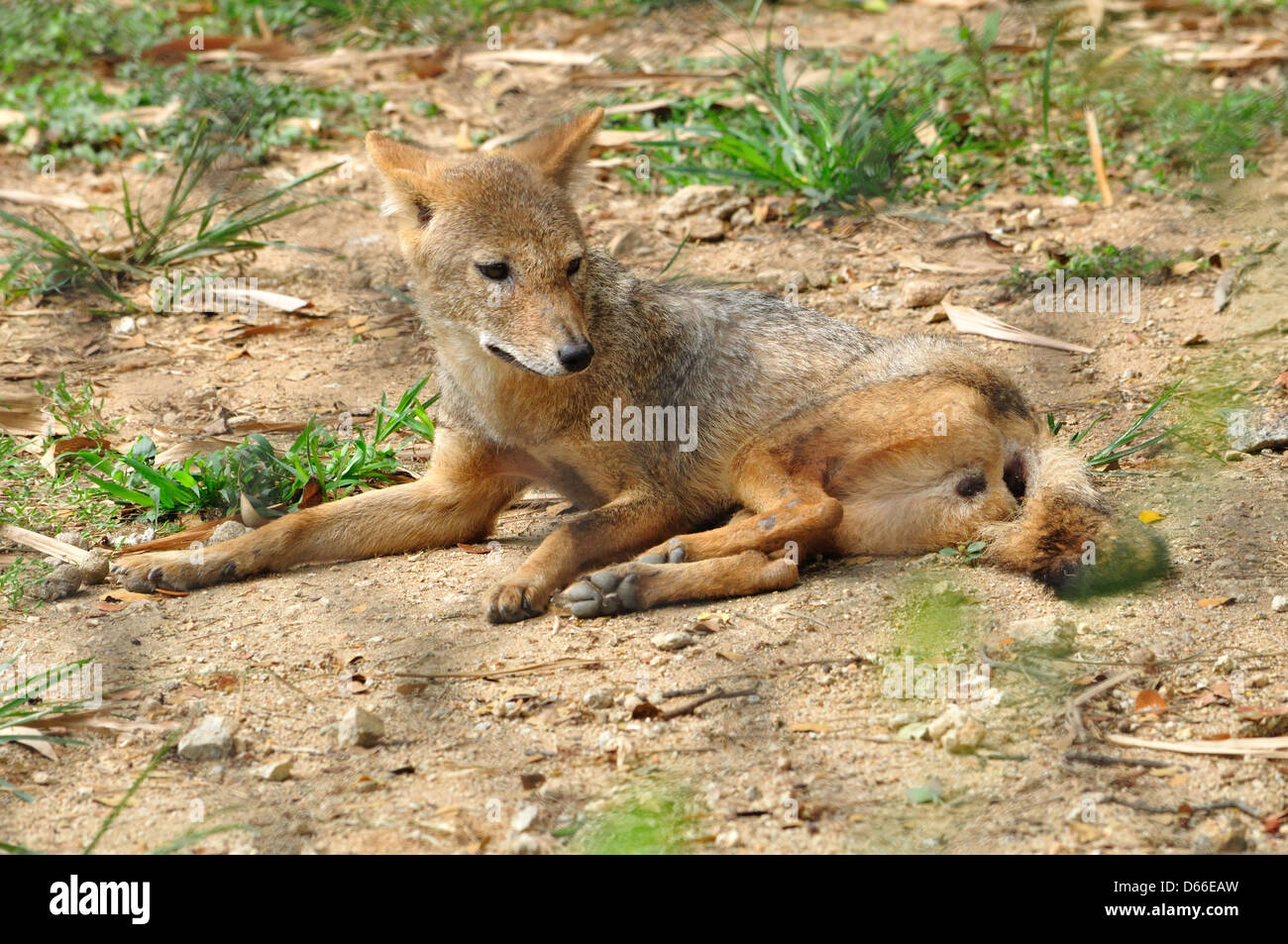 Indian fox hi-res stock photography and images - Alamy