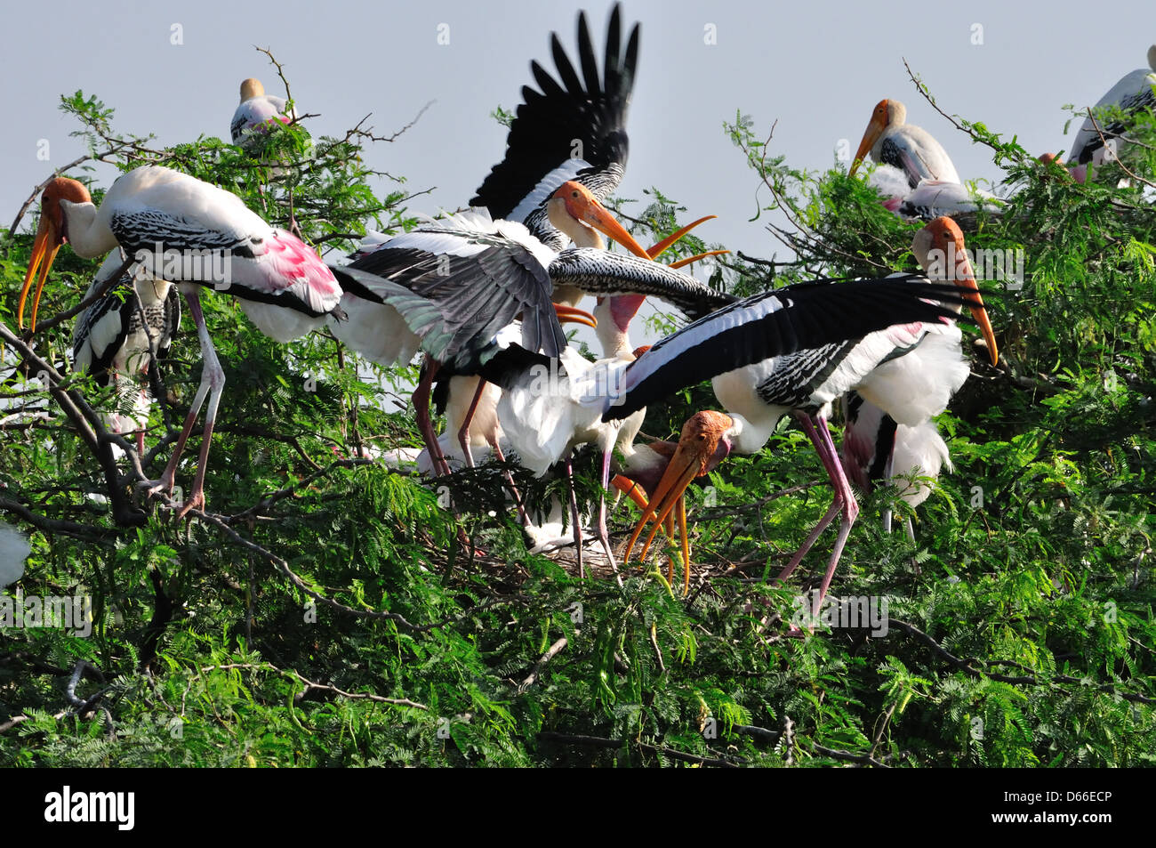 Indian Painted Stork ( Mycteria leucocephala Stock Photo - Alamy
