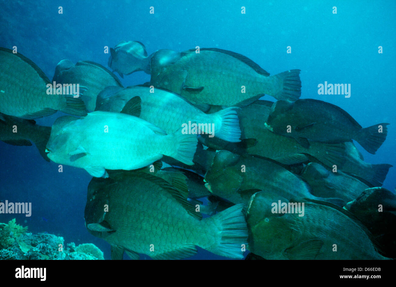 Bumphead parrot fish,Bolbometopon muricatum,Sipadan Nov 1990 Underwater ...