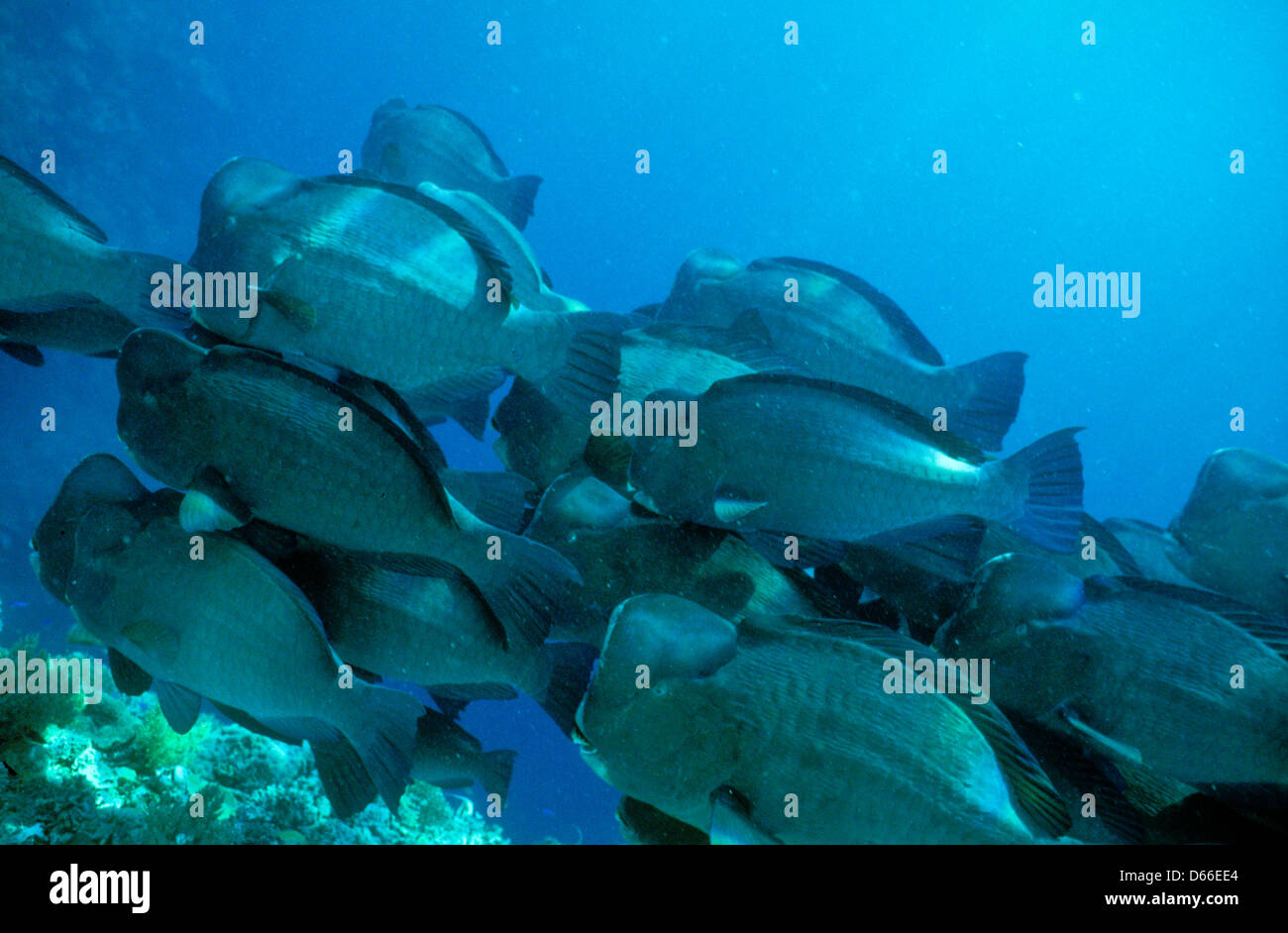 Bumphead parrot fish,Bolbometopon muricatum,Sipadan Nov 1990 Underwater ...