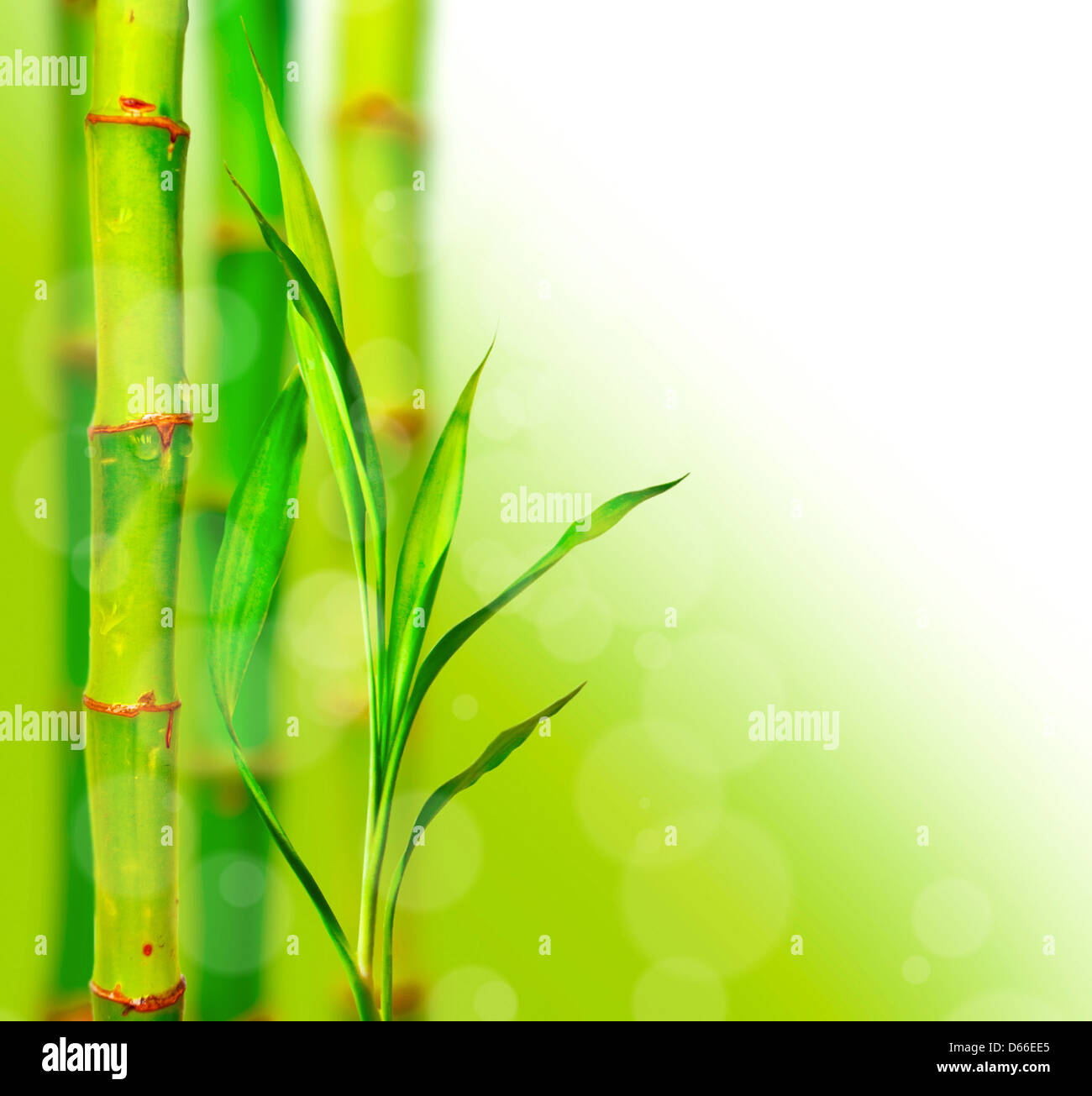 Beautiful bamboo background with bokeh Stock Photo - Alamy