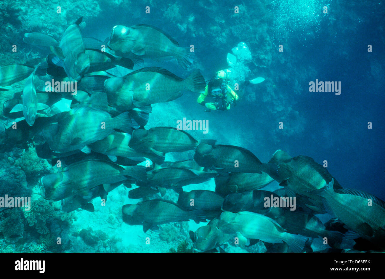 Bumphead parrot fish,Bolbometopon muricatum,Sipadan Nov 1990 Underwater ...