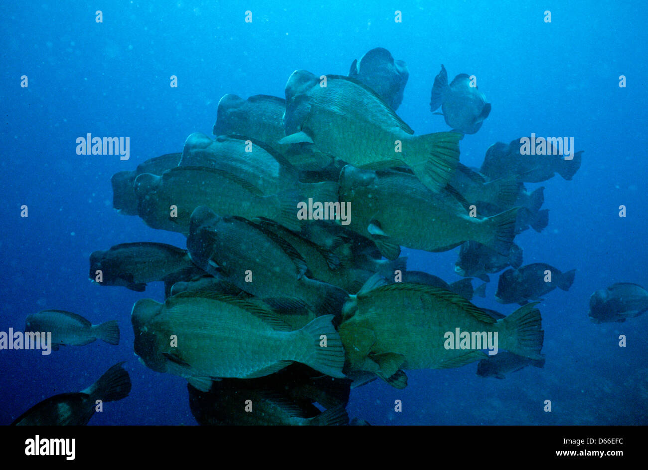Bumphead parrot fish,Bolbometopon muricatum,Sipadan Nov 1990 Underwater ...