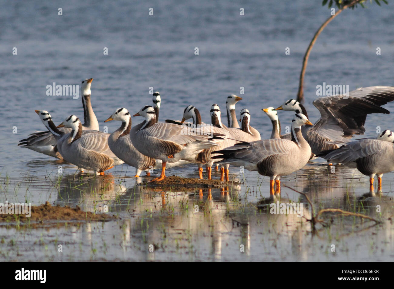 Bar-headed Goose ( Anser indicus Stock Photo - Alamy
