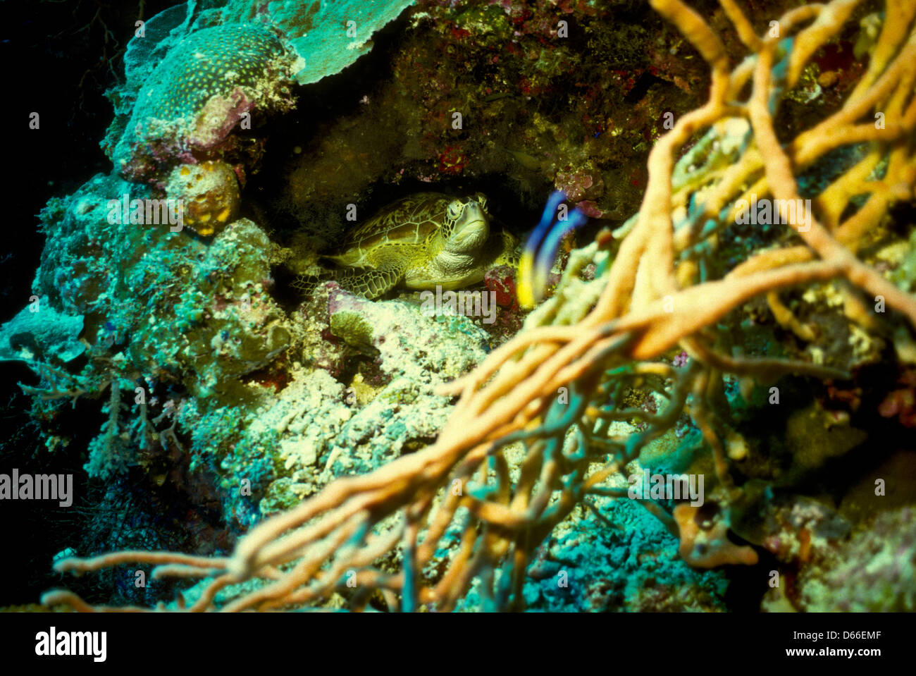 Hawksbill Turtle on a reef ledge,Sipadan May 1992 Underwater Slide ...
