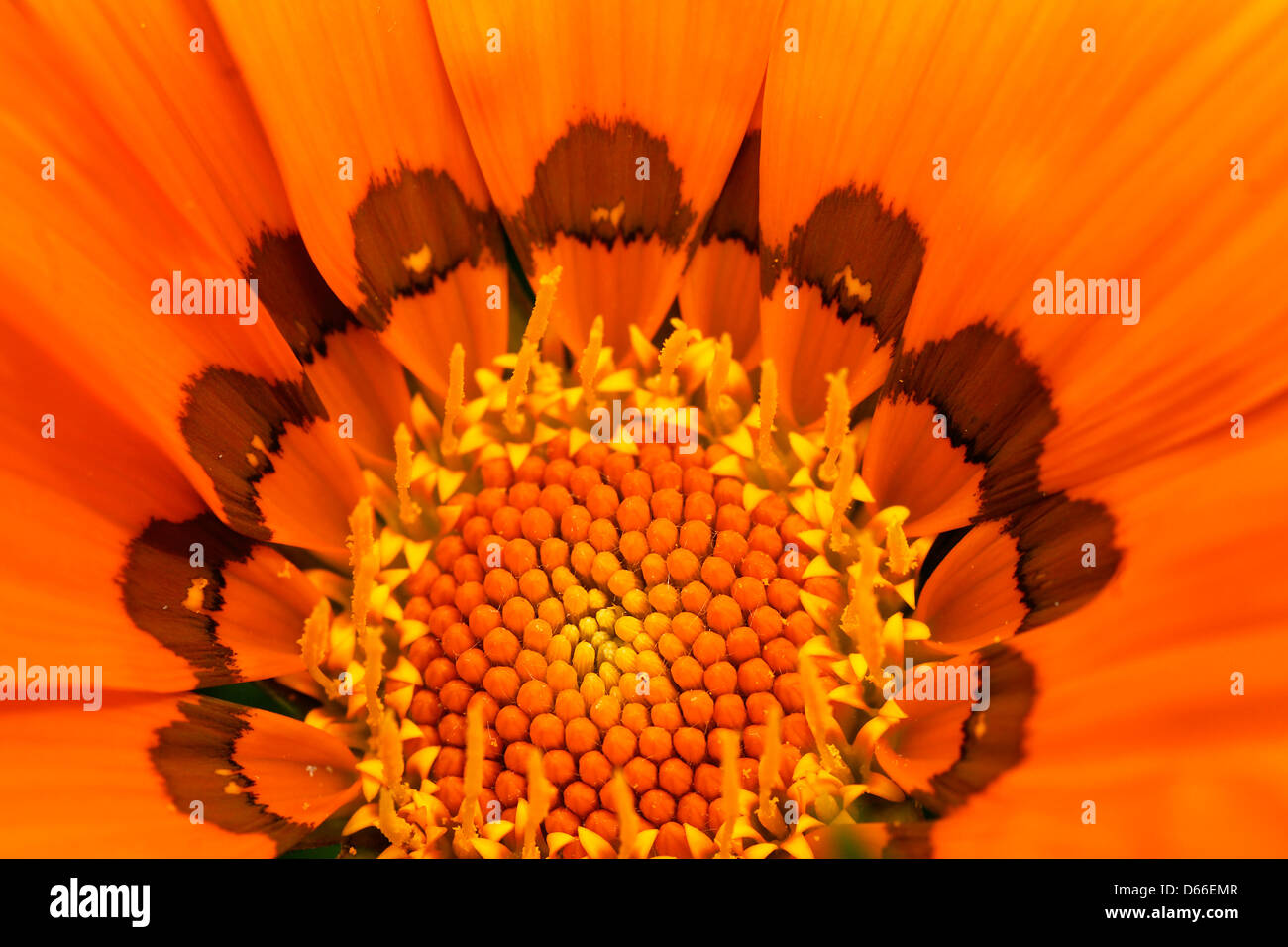 Macro inside of orange flower, gazania, floral background Stock Photo ...