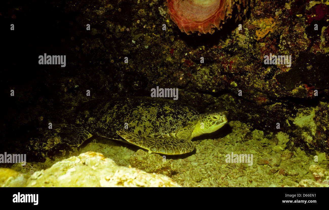 Green Turtle on a reef Ledge,Sipadan May 1992 Underwater Slide ...