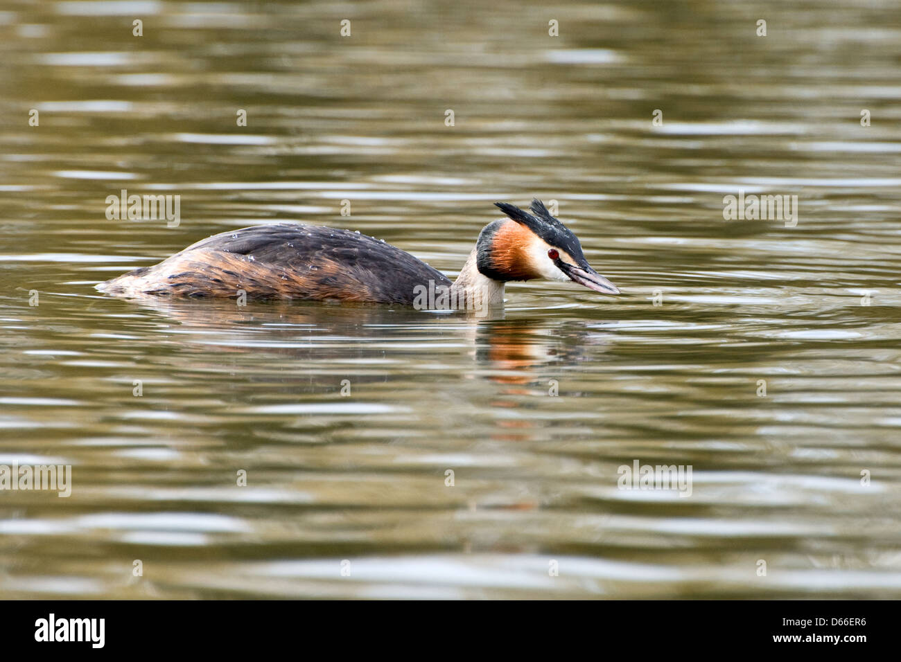 Great Crested Grebe Stock Photo - Alamy