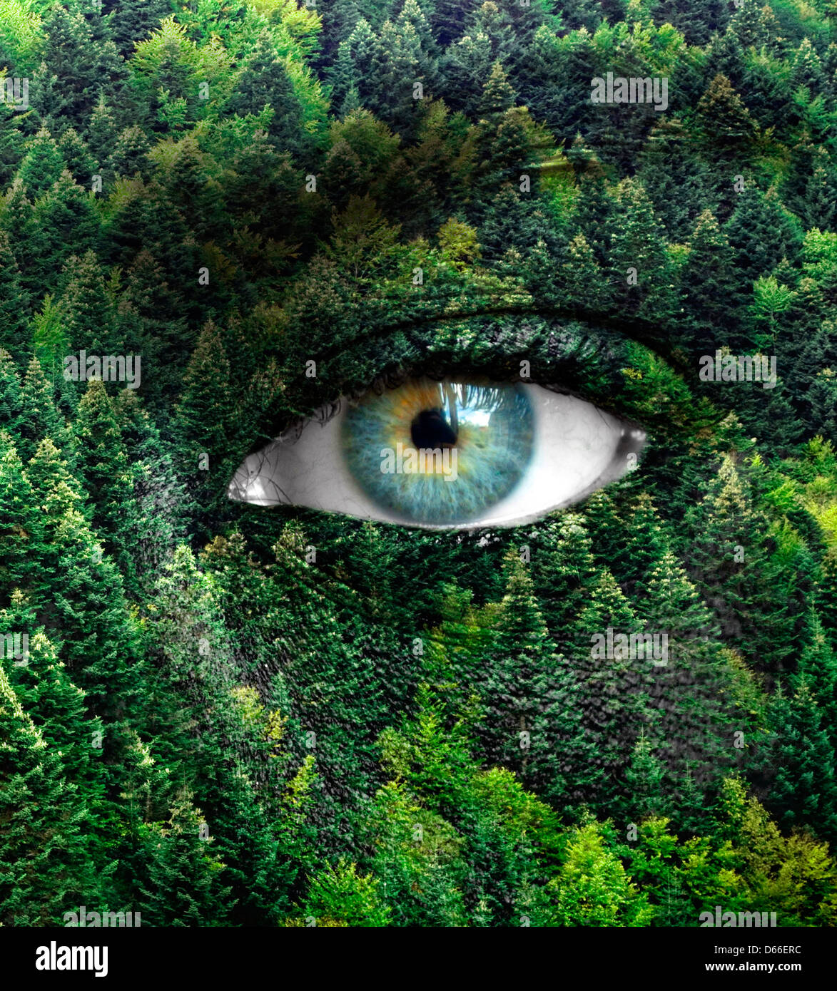 Green forest and human eyes - Save nature concept Stock Photo - Alamy