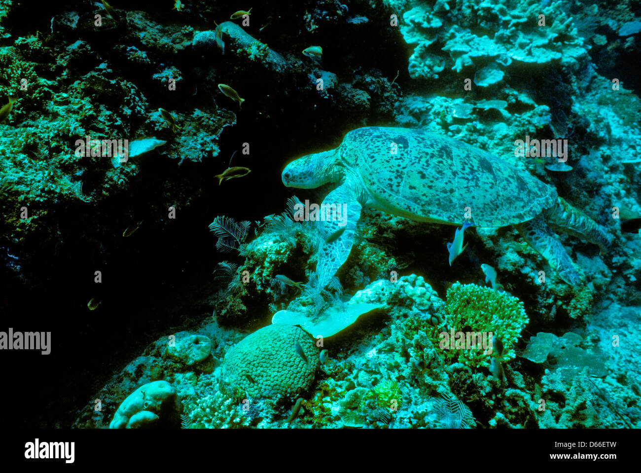 Green Turtle on the reef ledge,Sipadan May 1992 Underwater Slide ...