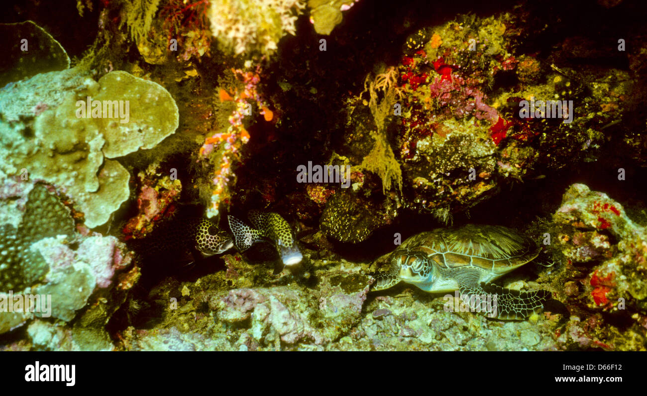 Hawksbill turtle on a reef ledge,Sipadan May 1992 Underwater Slide ...