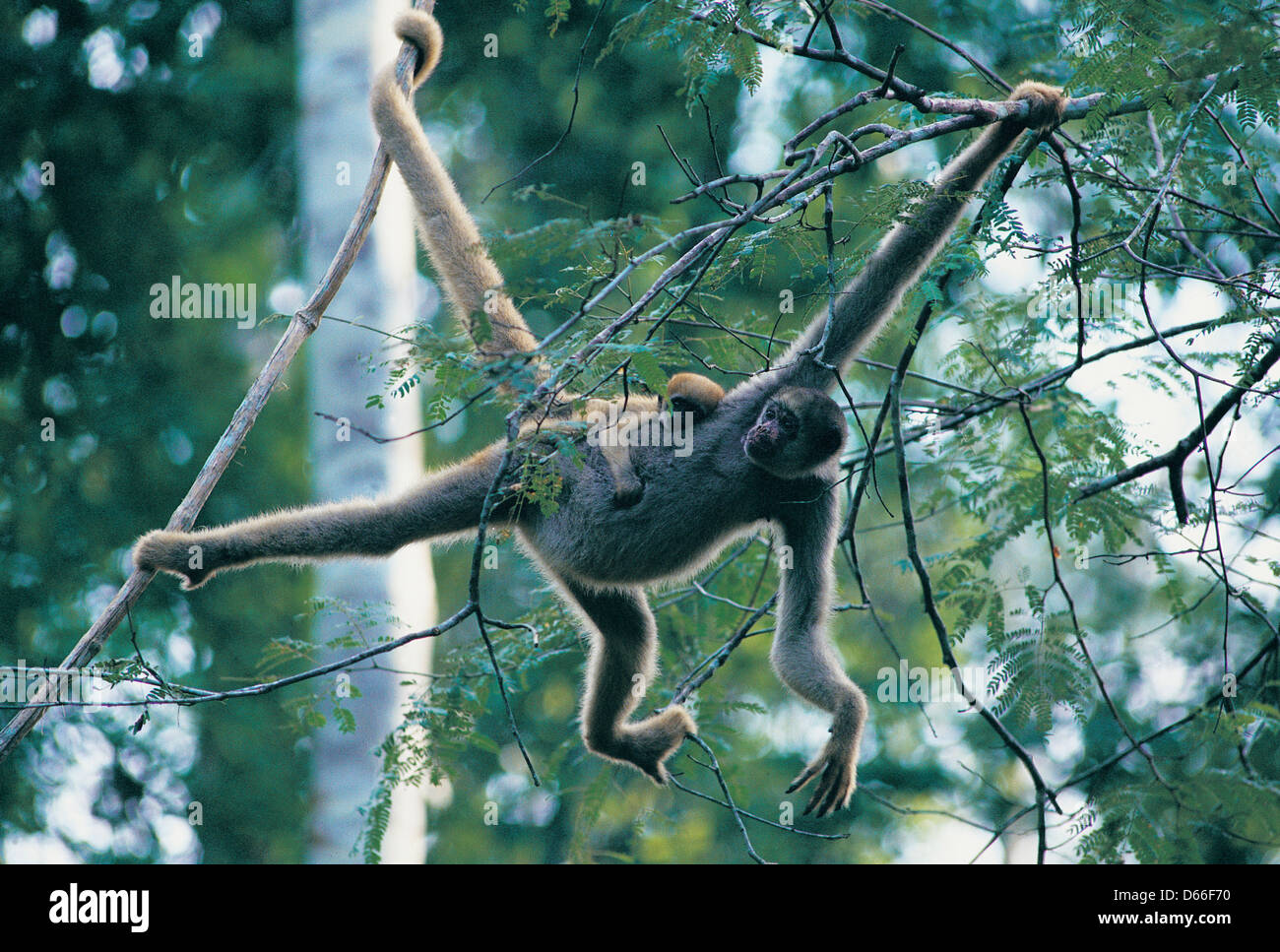 Wooly spider monkey or Muriqui endangered species Brachyteles ...