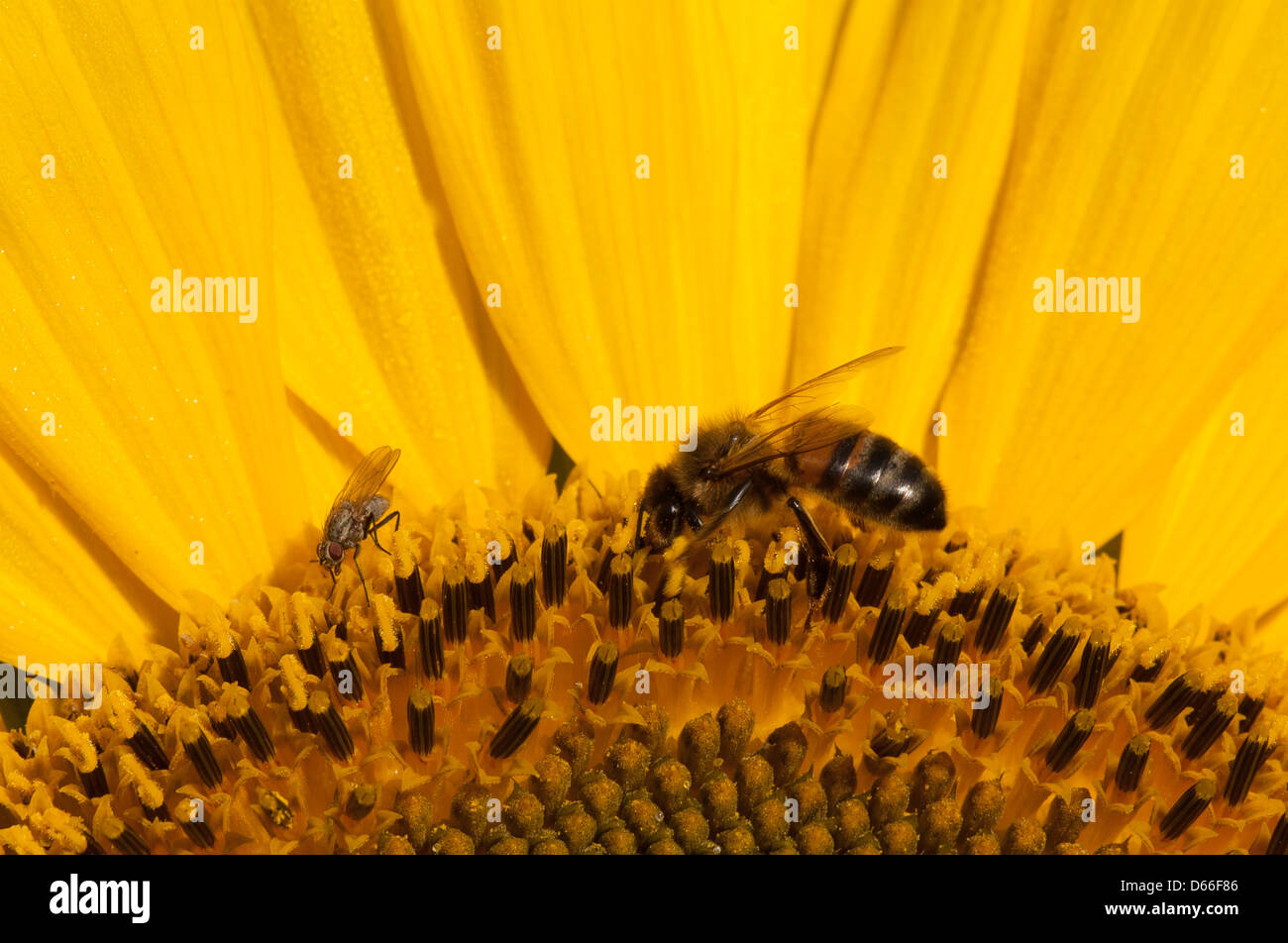 Close up of a Hoverfly collecting pollen on a sunflower Stock Photo - Alamy