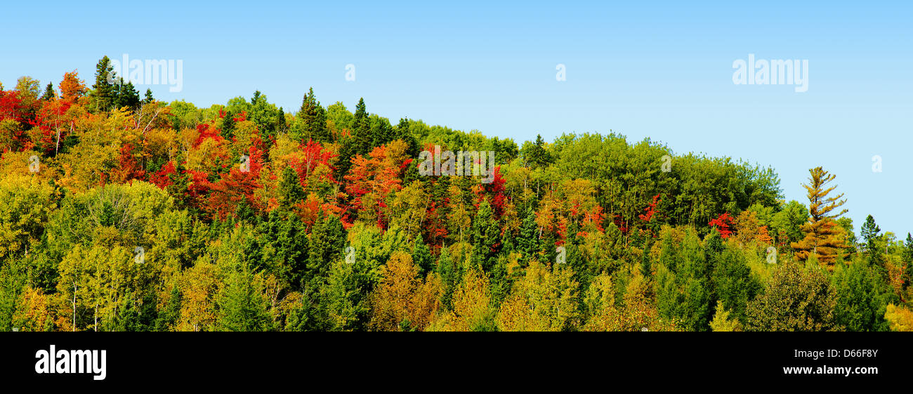 Fall maple tree hill hi-res stock photography and images - Alamy
