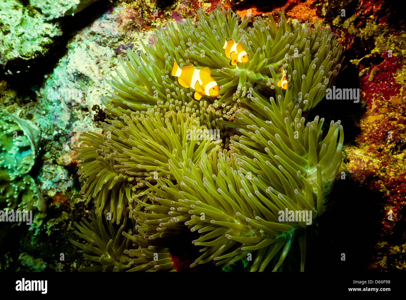 Common Anemonefish,Amphiprion ocellaris,Sipadan May 1992 Underwater ...