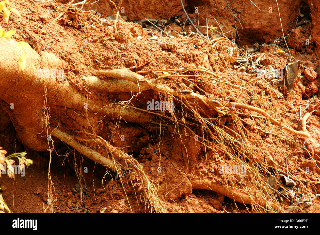 Red rocks and tree roots hi-res stock photography and images - Alamy