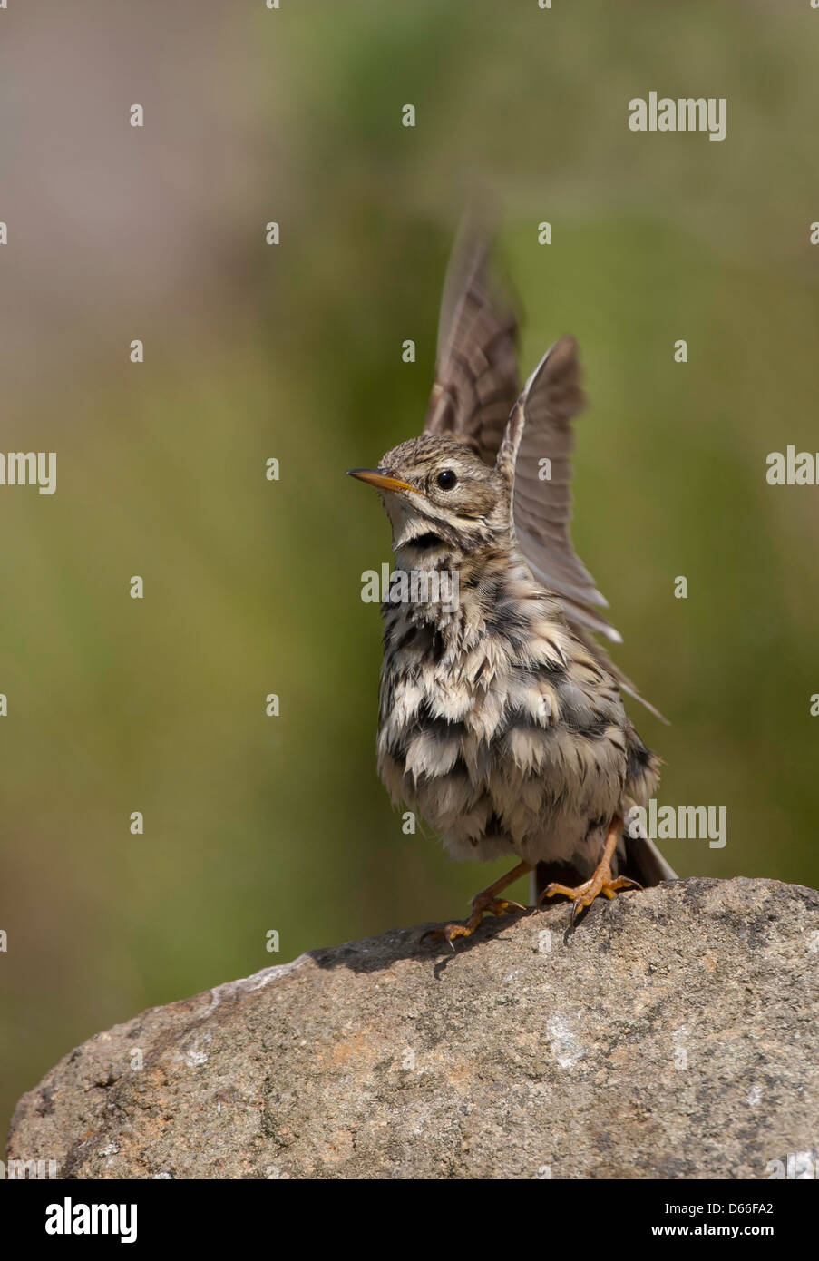 Anthus pratensis - meadow pipit on ground with wings raised Stock Photo ...