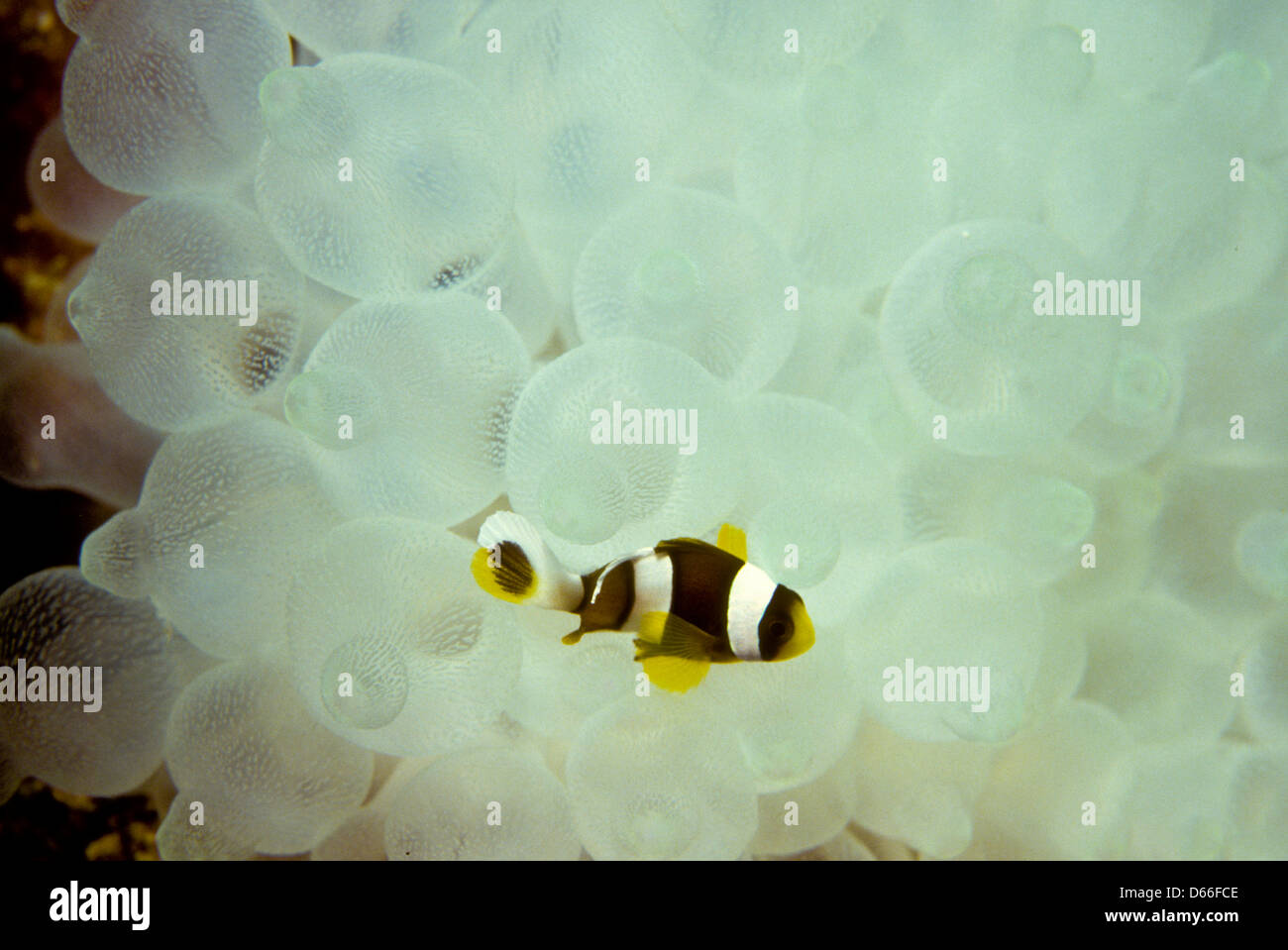 Extinct coral species hi-res stock photography and images - Alamy