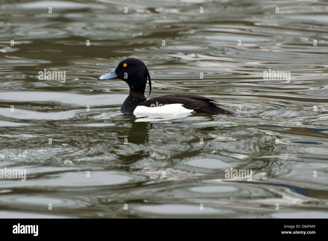 Male Tufted Duck showing the tuft Stock Photo - Alamy